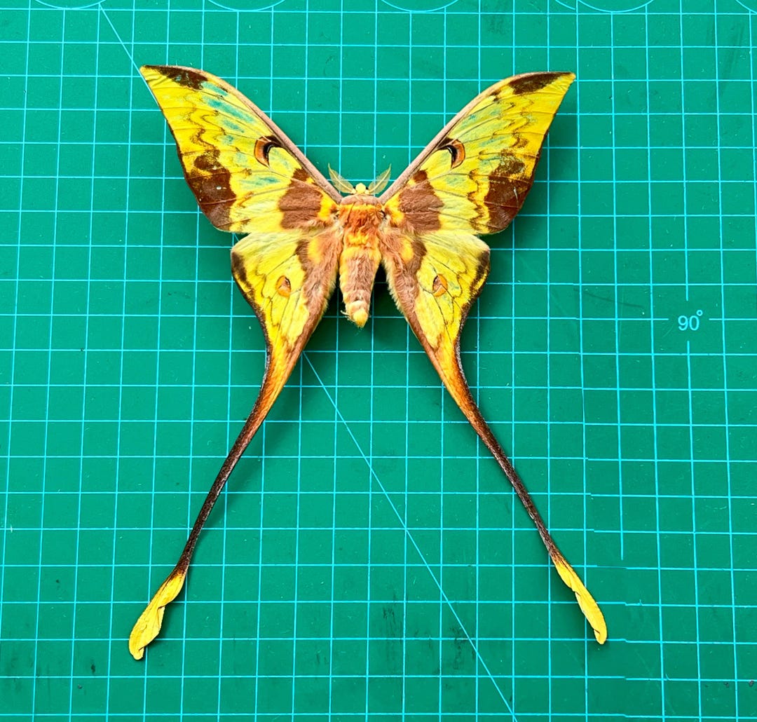 Real Actias Comet Moth Moon Moth Taxidermy Open Wings Insect Entomology ...