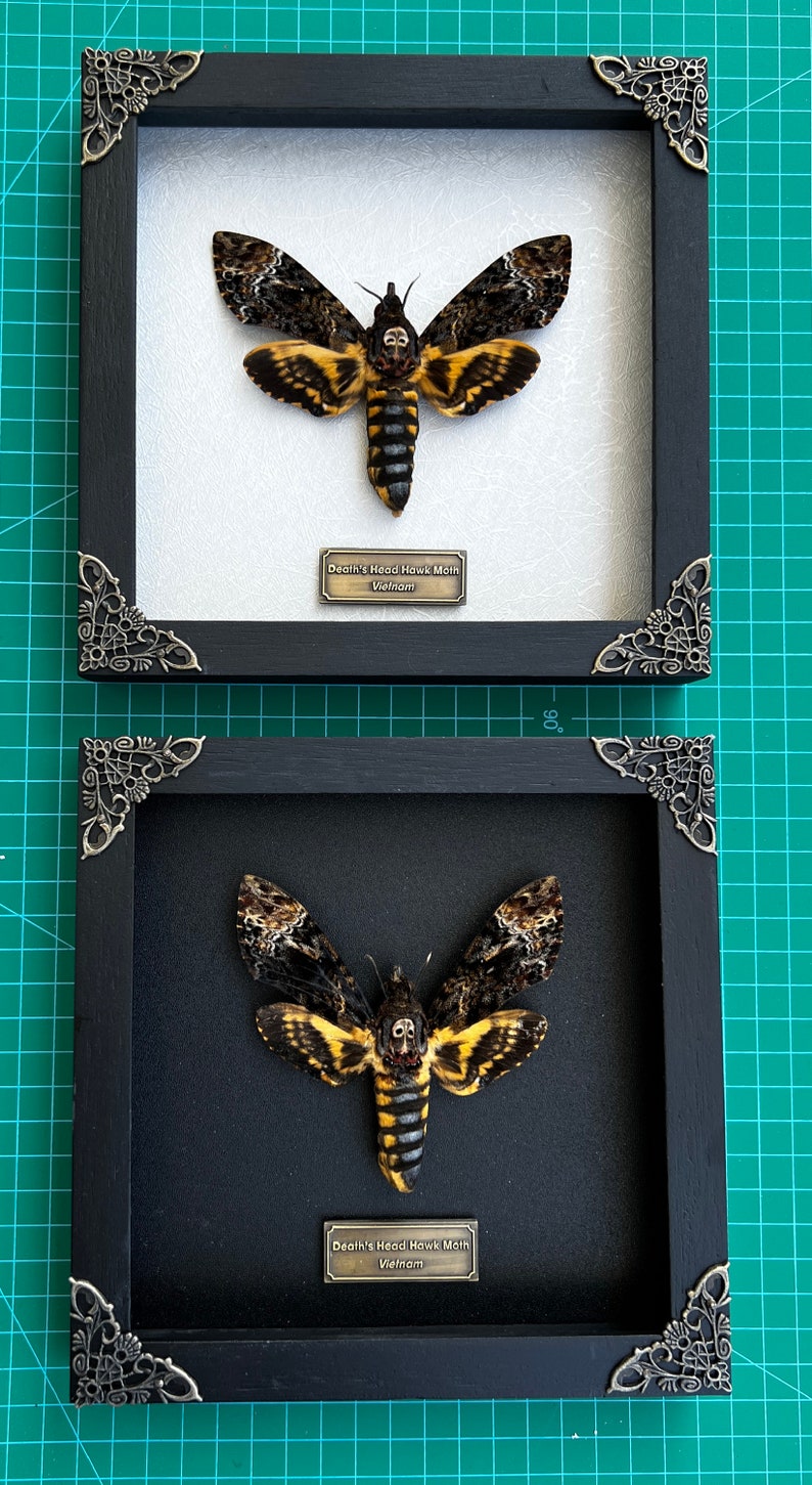 Real Framed Death Head Moth Acherontia Frame Dried Butterfly - Etsy
