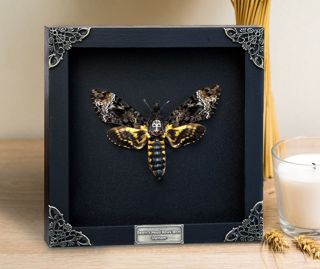 Death Head Moth Acherontia in Frame Dried Butterfly Skull Dead ...