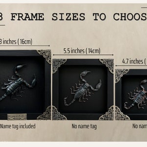 Real Framed Scorpion Shadow Box Insect Frame Taxidermy Taxadermy Black ...