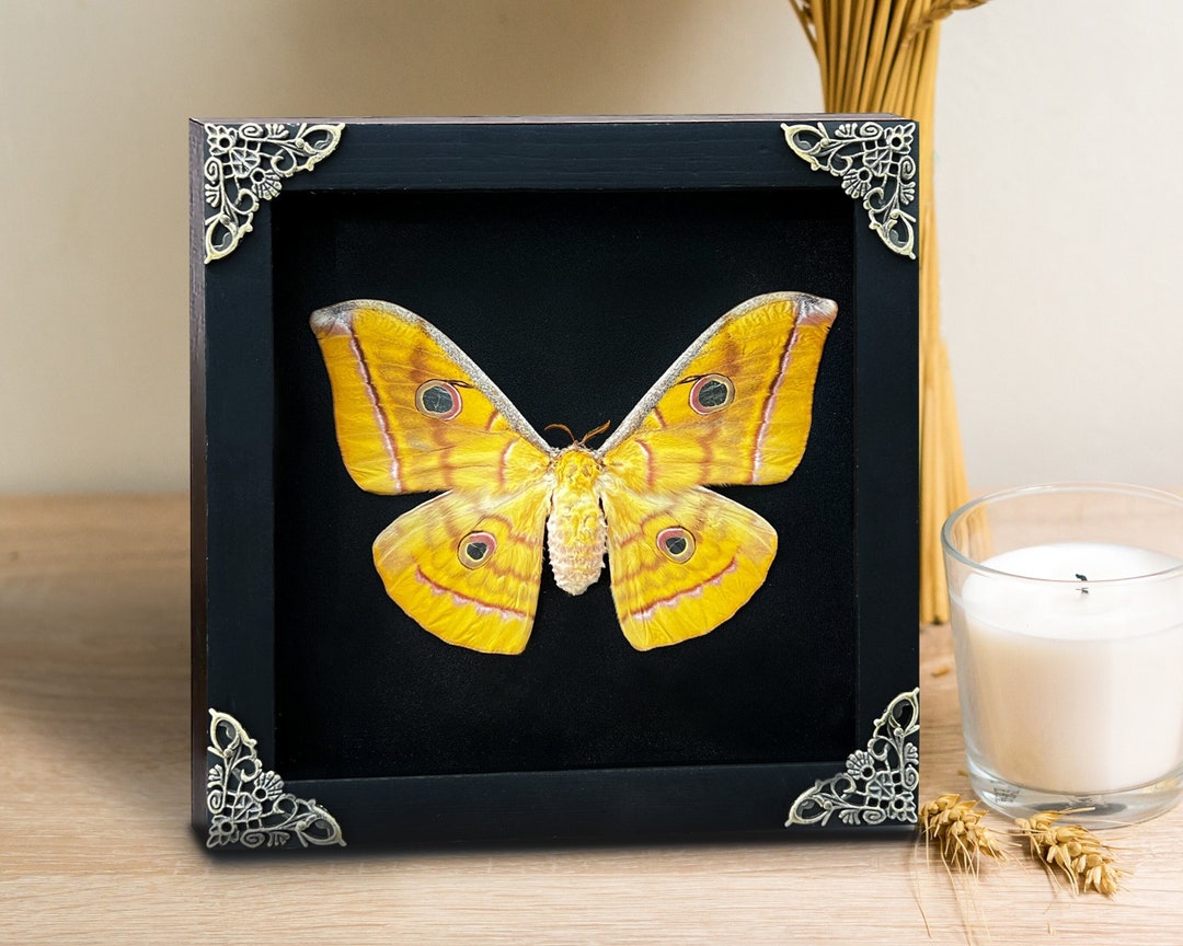 Real Framed Silk Moth Shadow Box Dried Butterfly Insect Frame Taxidermy ...