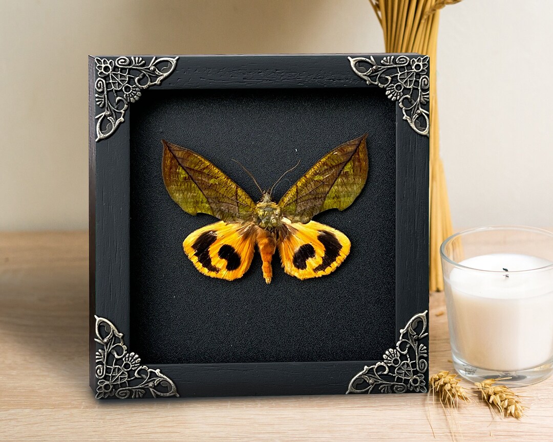 Real Framed Butterfly Handmade Shadow Box Insect Frame - Etsy