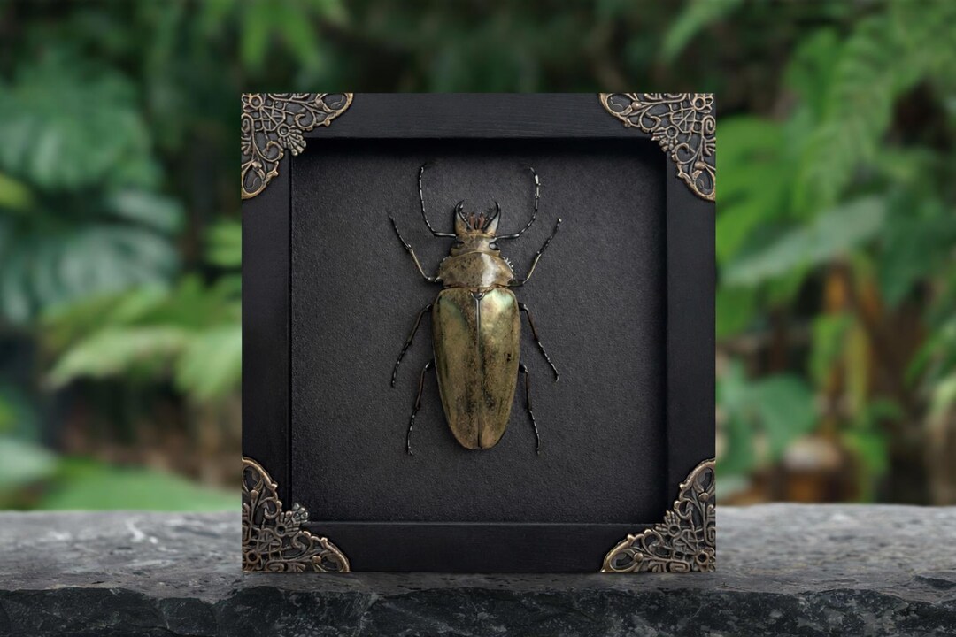 Real Closed Wings Stag Beetle Frame, Dried Insect Bugs, Black Gothic ...