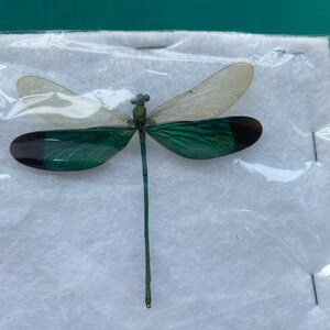 Real Damselfly Dragonfly Insect Bugs Beetle Taxadermy Pinned Dried ...