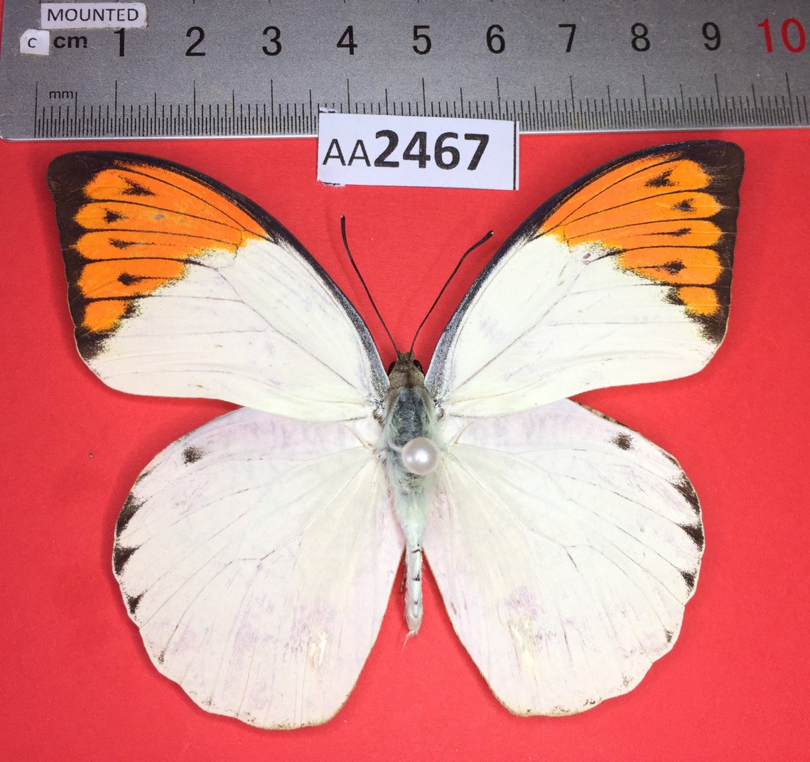 Real Mounted Spread Butterfly Insect Open Wings Specimen - Etsy