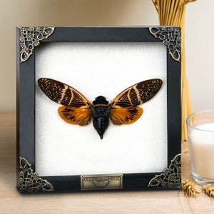 Cicada Artwork Christmas Frame Witch Home Decor Shadow Box Bug Beetle ...