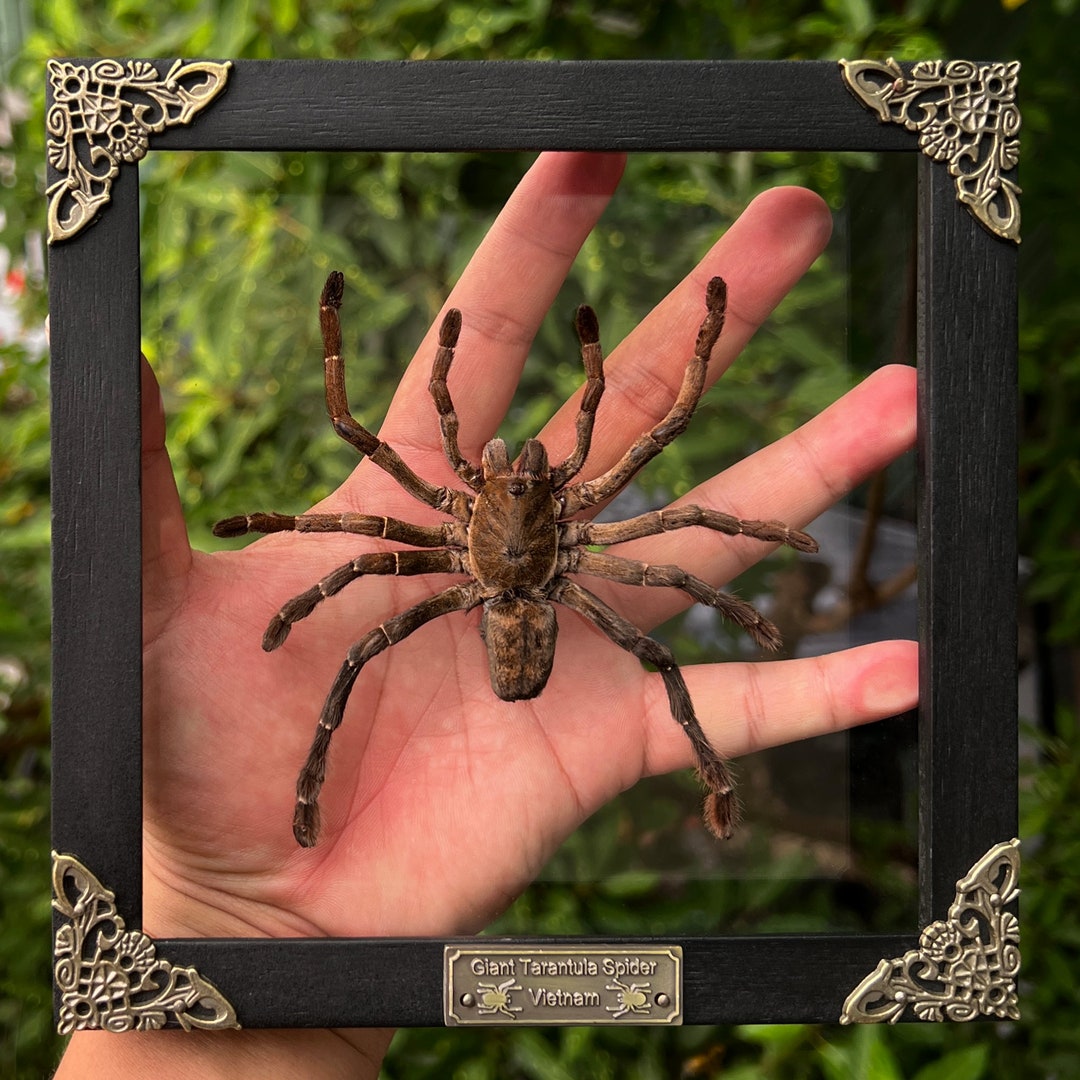 Real Framed Spider Tarantula Bird Eating Insect Shadow Box Taxidermy ...