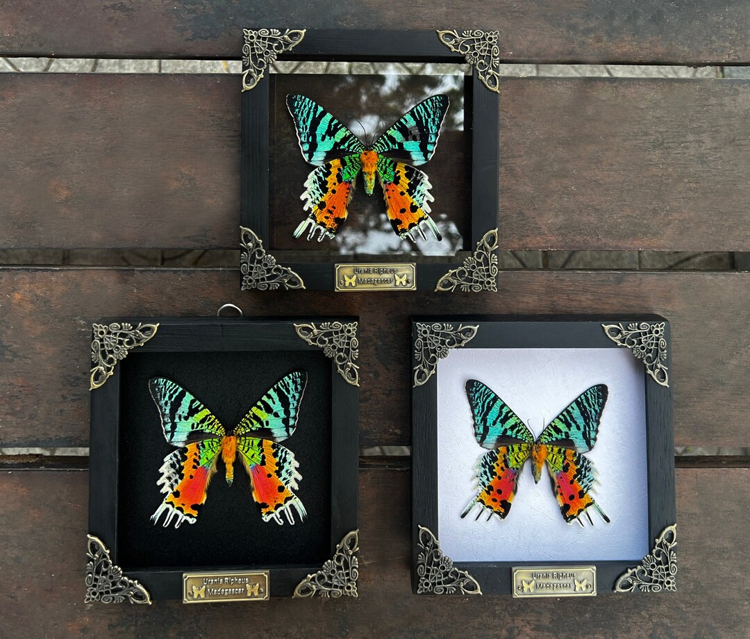 Real Framed Butterfly Sunset Moth Urania Ripheus Dried Insect Frame ...