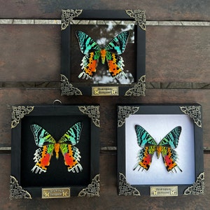 Real Framed Butterfly Sunset Moth Urania Ripheus Dried Insect - Etsy