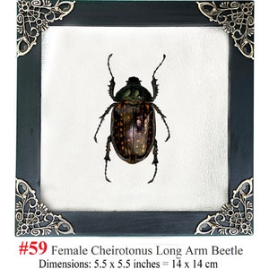 Real Framed Butterfly Handmade Shadow Box Insect Frame Taxidermy ...