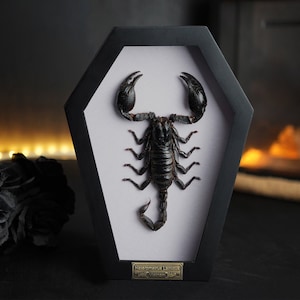 Black Scorpion Coffin Frame Shadow Box, Bug Frame Taxidermy Curiosities ...