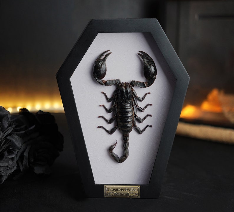 Black Scorpion Coffin Frame Shadow Box, Bug Frame Taxidermy Curiosities ...
