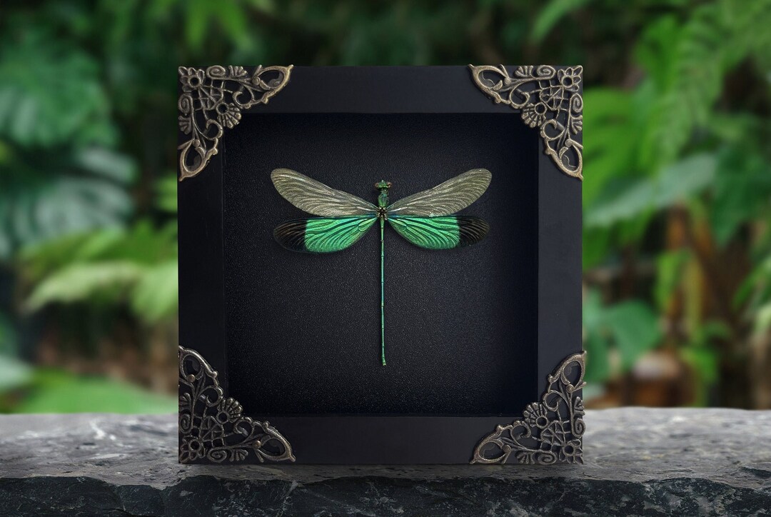 Real Framed Dragonfly Damselfly Shadow Box Insect Bug Taxidermy Frame Taxidermy Taxadermy Wall ...