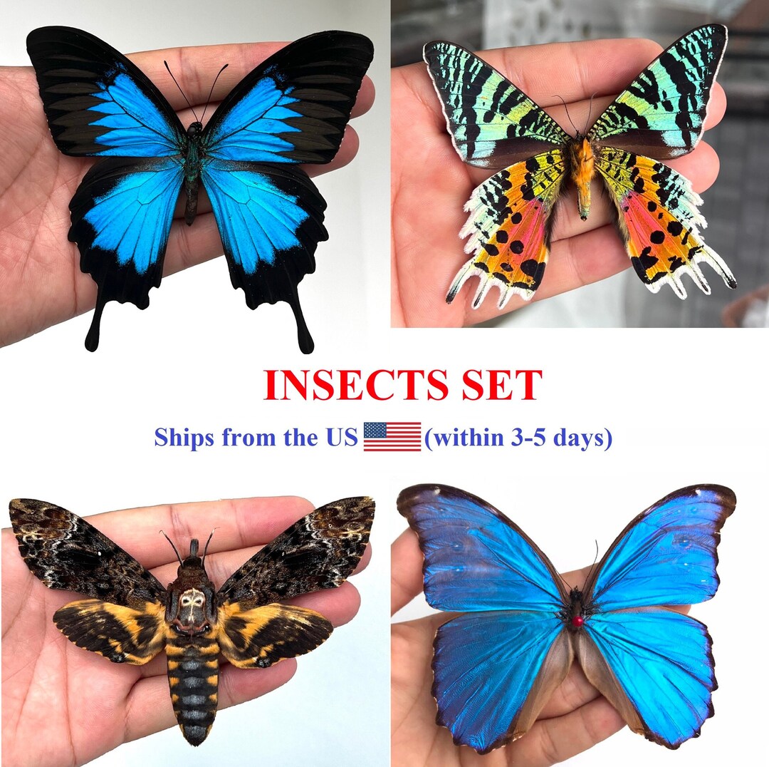 2,4,6 Real Butterfly Beetle Cicadas Spiders - Available in the US ...