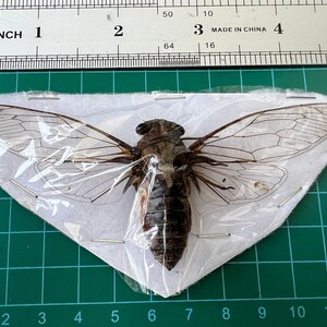Real Cicada Beetle Insect Taxidermy Insect Bug Entomology Cicadas ...