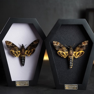 Death Head Moth Coffin Frame Display Case, Cabinet of Curiosities ...