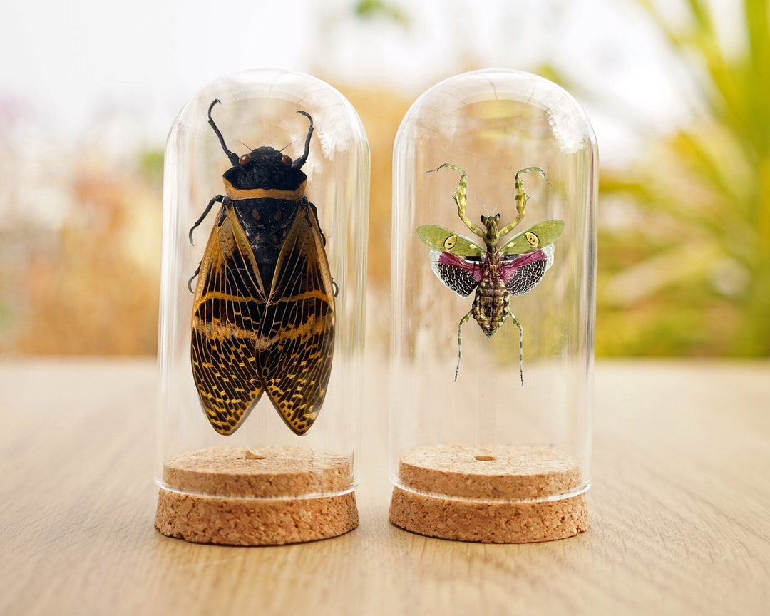 2 Real Cicada Jeweled Praying Mantis Insect Dome Taxidermy Bell Jar ...