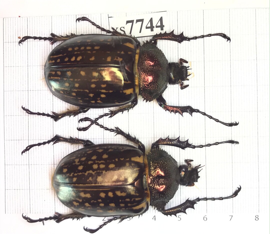 2 Real Cheirotonus Long Arm Female Beetle Insect Bug Unmounted - Etsy