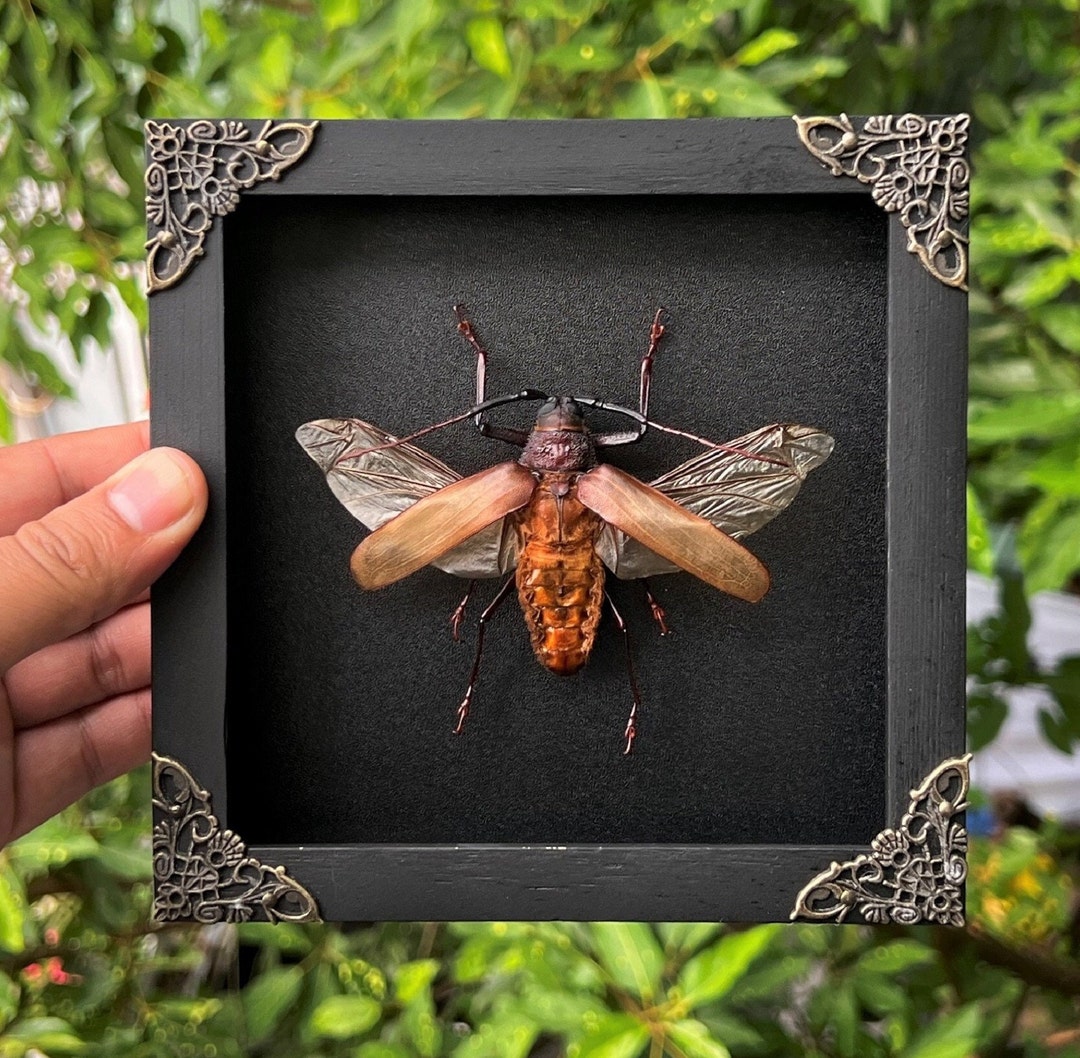 Real Framed Cerambycidae Giant Beetle Shadow Box Dried Insect Dead ...