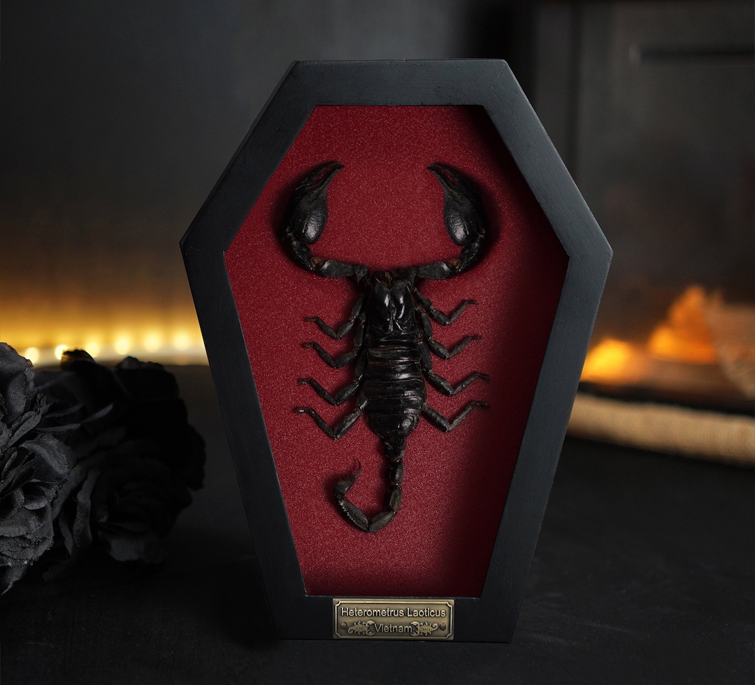 Scorpio Gift, Giant Scorpion Coffin Shadow Box, Insect Frame Taxidermy ...
