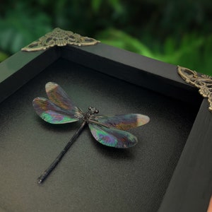Dragonfly Damselfly Shadow Box Frame Wall Hanging Bookshelf Decor ...