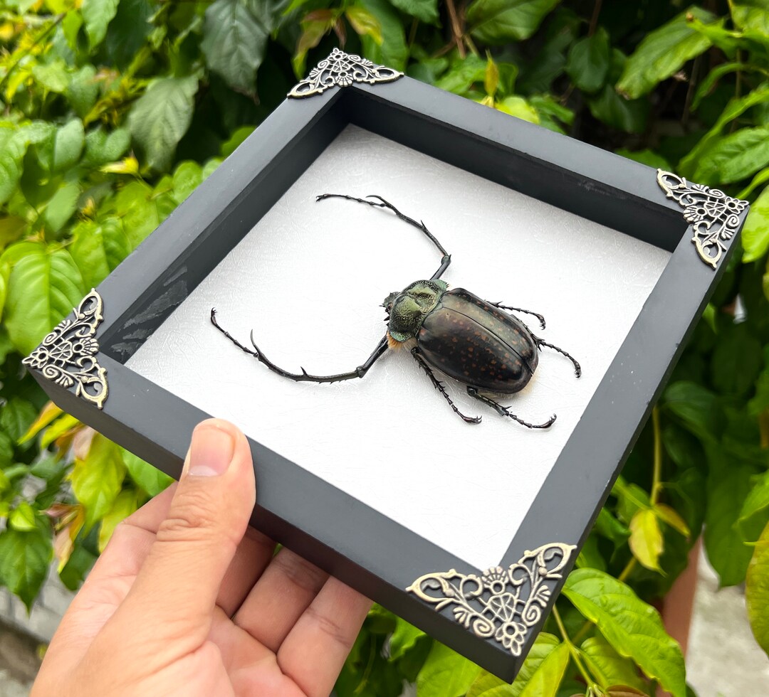 Real Framed Cheirotonus Long Arm Beetle Dried Insect Dead Bug Frame ...