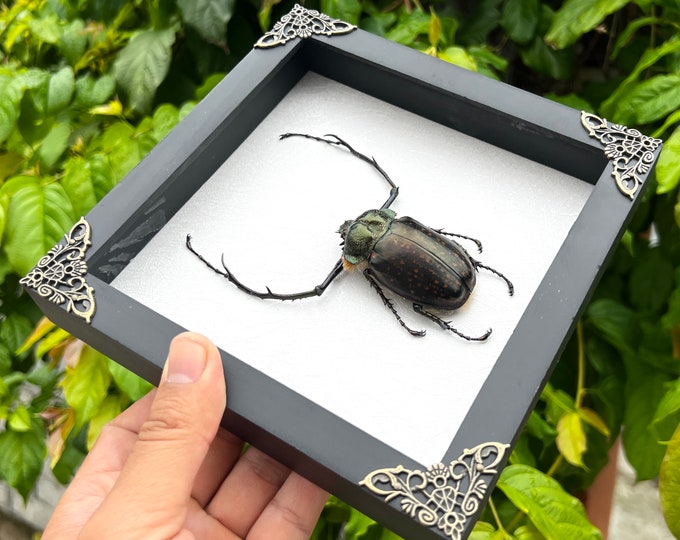 Framed Real Jewel Beetle Collection Display 6x8 - Etsy