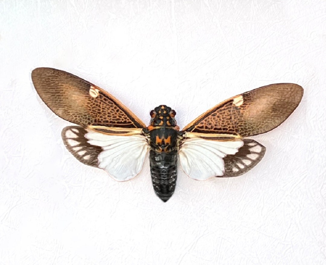 Real Cicada Beetle Insect Taxidermy Insect Bug Entomology Cicadas ...