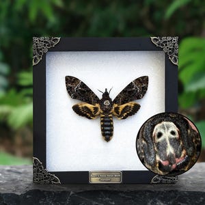Real Framed Death Head Moth Acherontia, Dried Butterfly Skull Moth ...