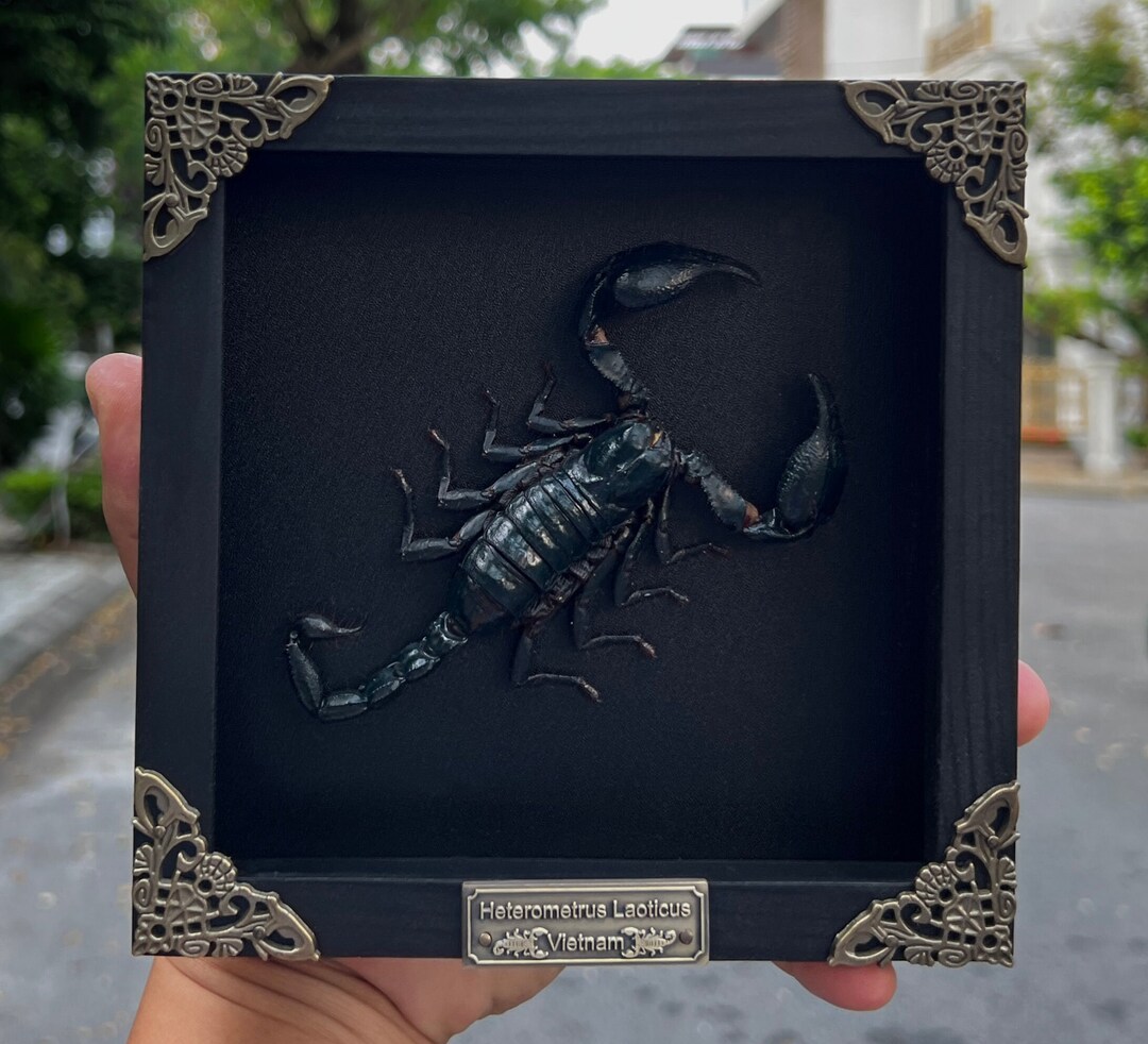 Scorpion Frame Taxedermy Black Wall Decor Gothic Artwork, Preserve ...