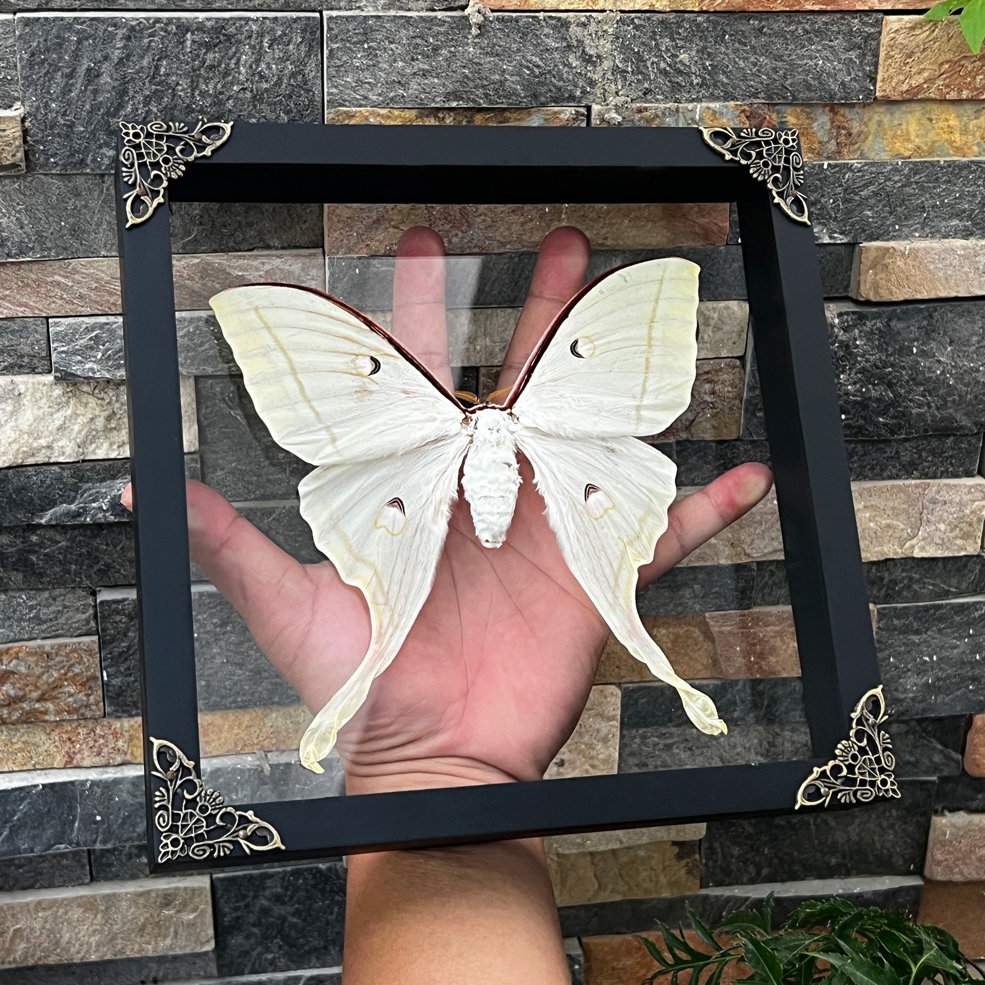 Real Framed Giant Actias Luna Moth 3D Floating Shadow Box - Etsy UK