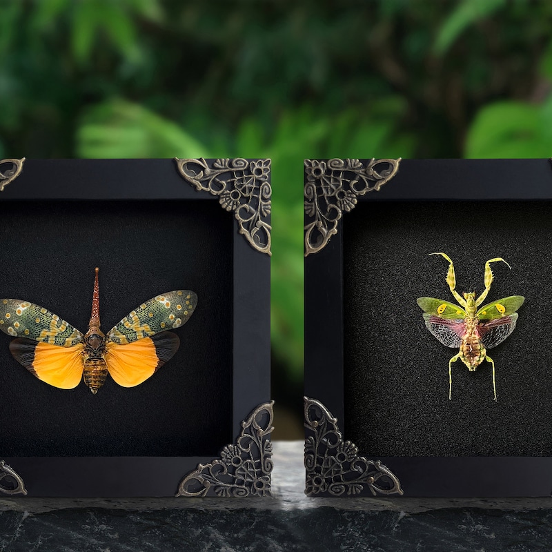 Framed Insects - Etsy