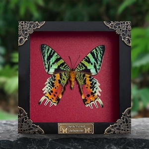 Real Framed Butterfly Sunset Moth Urania Ripheus Dried Insect Frame ...