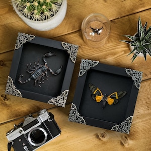 Scorpion Frame Taxedermy Black Wall Decor Gothic Artwork, Preserve ...