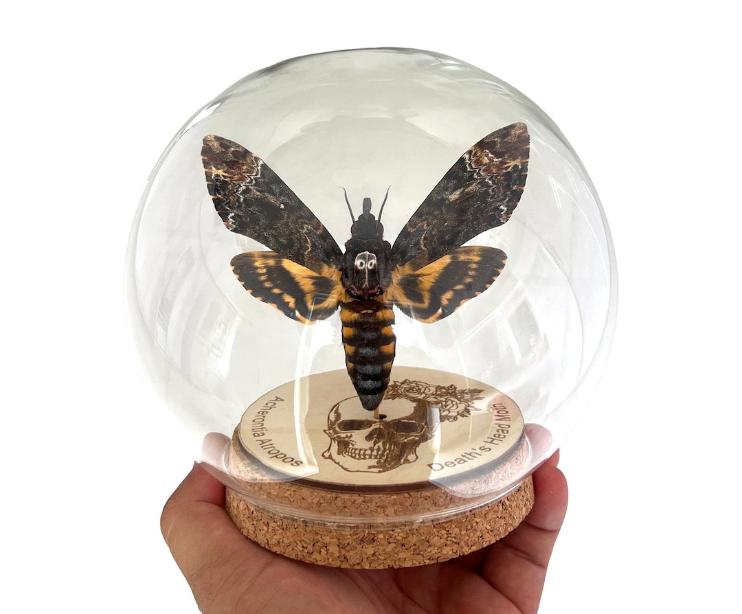 Death Head Moth Acherontia Glass Dome, Moth Art Globe Hawkmoth Insect ...