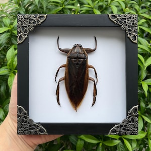 Giant Water Bug Shadow Box Dried Taxidermy Display Insect Bug Taxadermy ...
