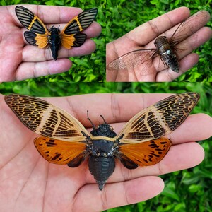 7 Real Cicadas Cicadoidea Beetles Assorted Insect Bug Butterfly ...