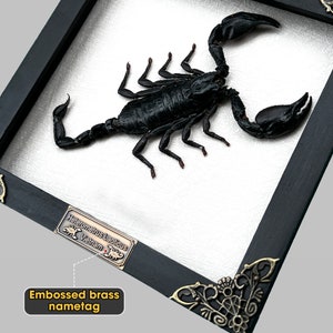 Real Framed Giant Scorpion Shadow Box Insect Frame Taxidermy Taxadermy ...