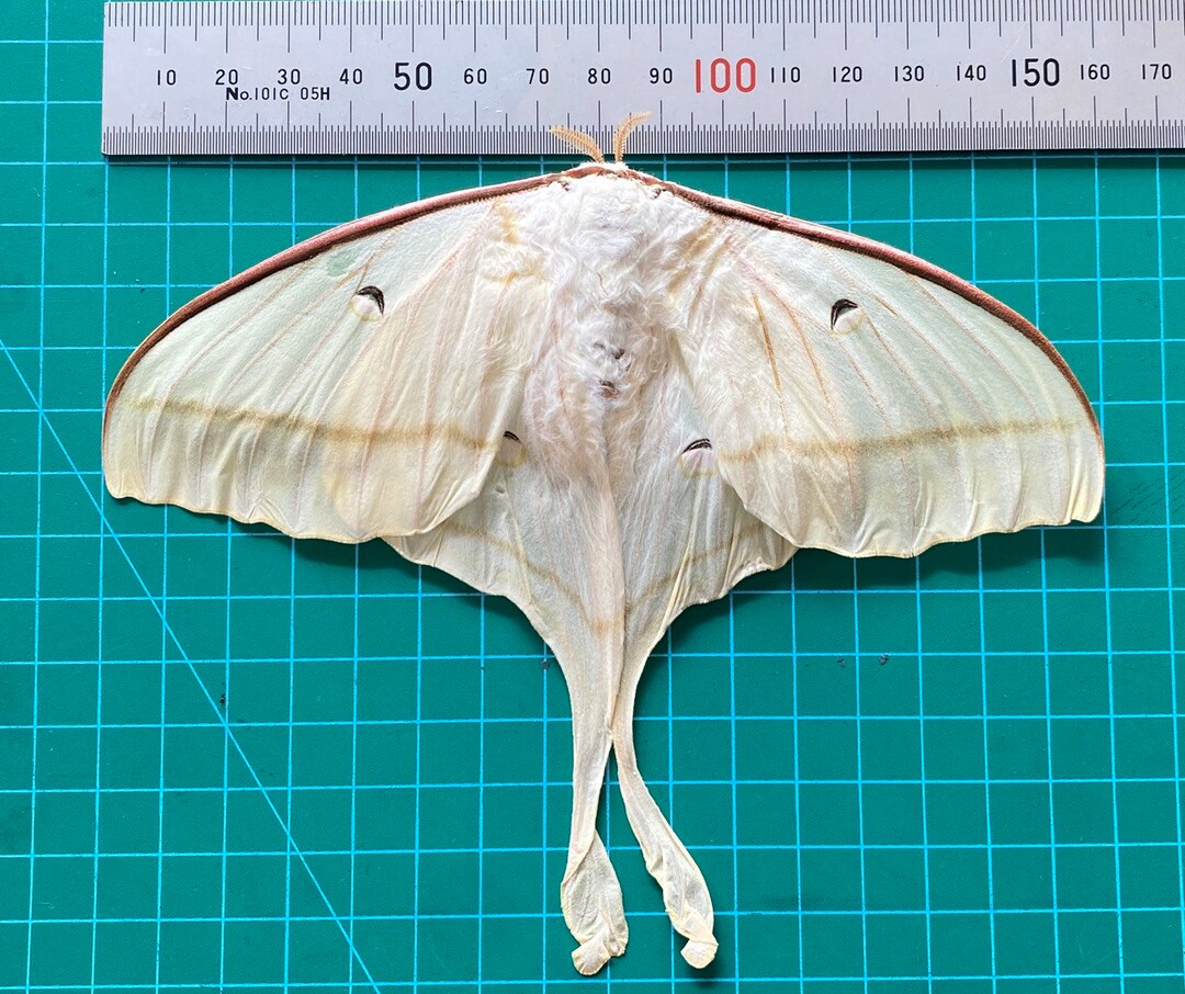 Real Luna Moth 6.2'' Taxidermy Insect Entomology Mounted Insect ...