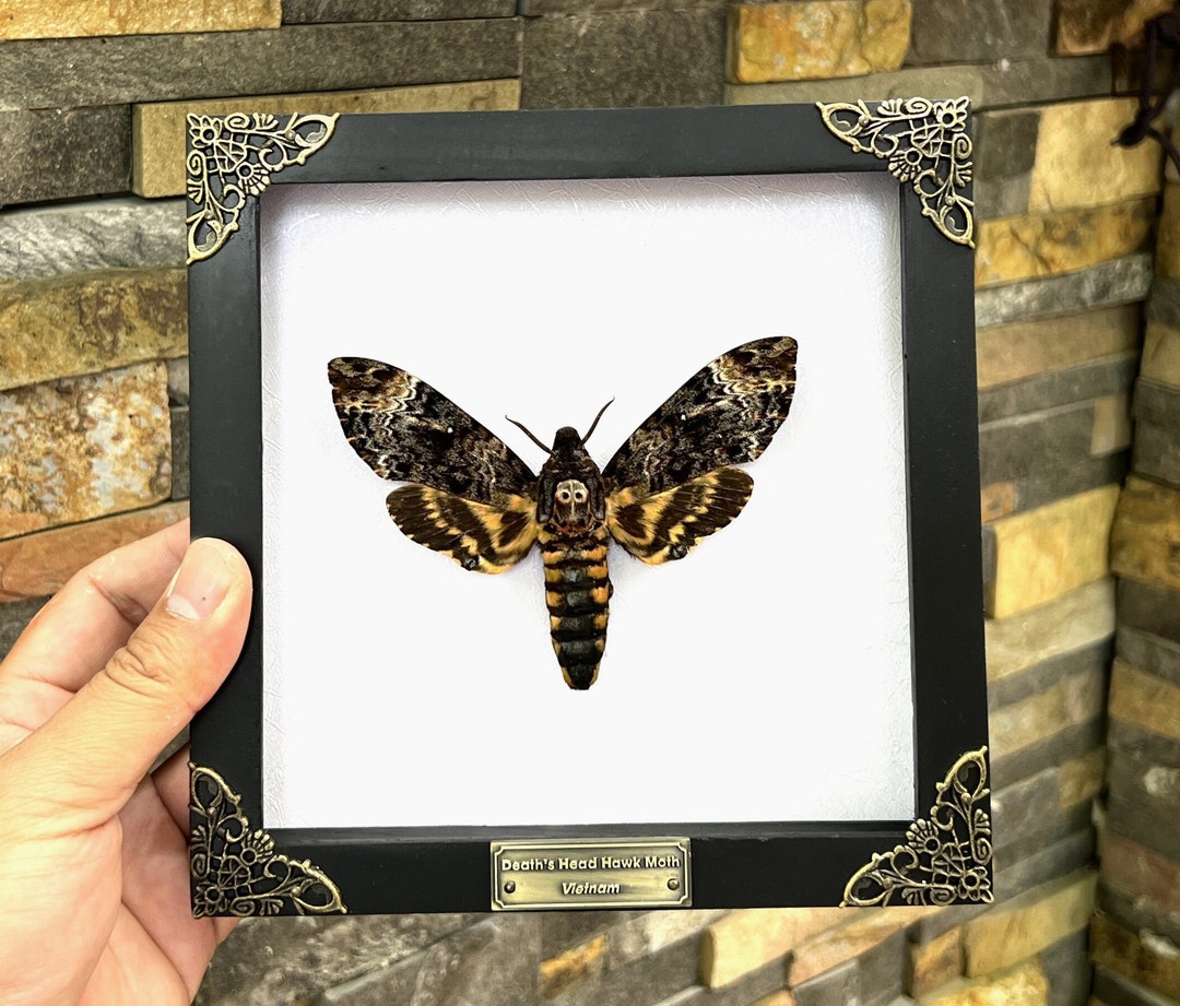 Real Framed Death's Head Moth Acherontia Frame Dried Butterfly Skull ...