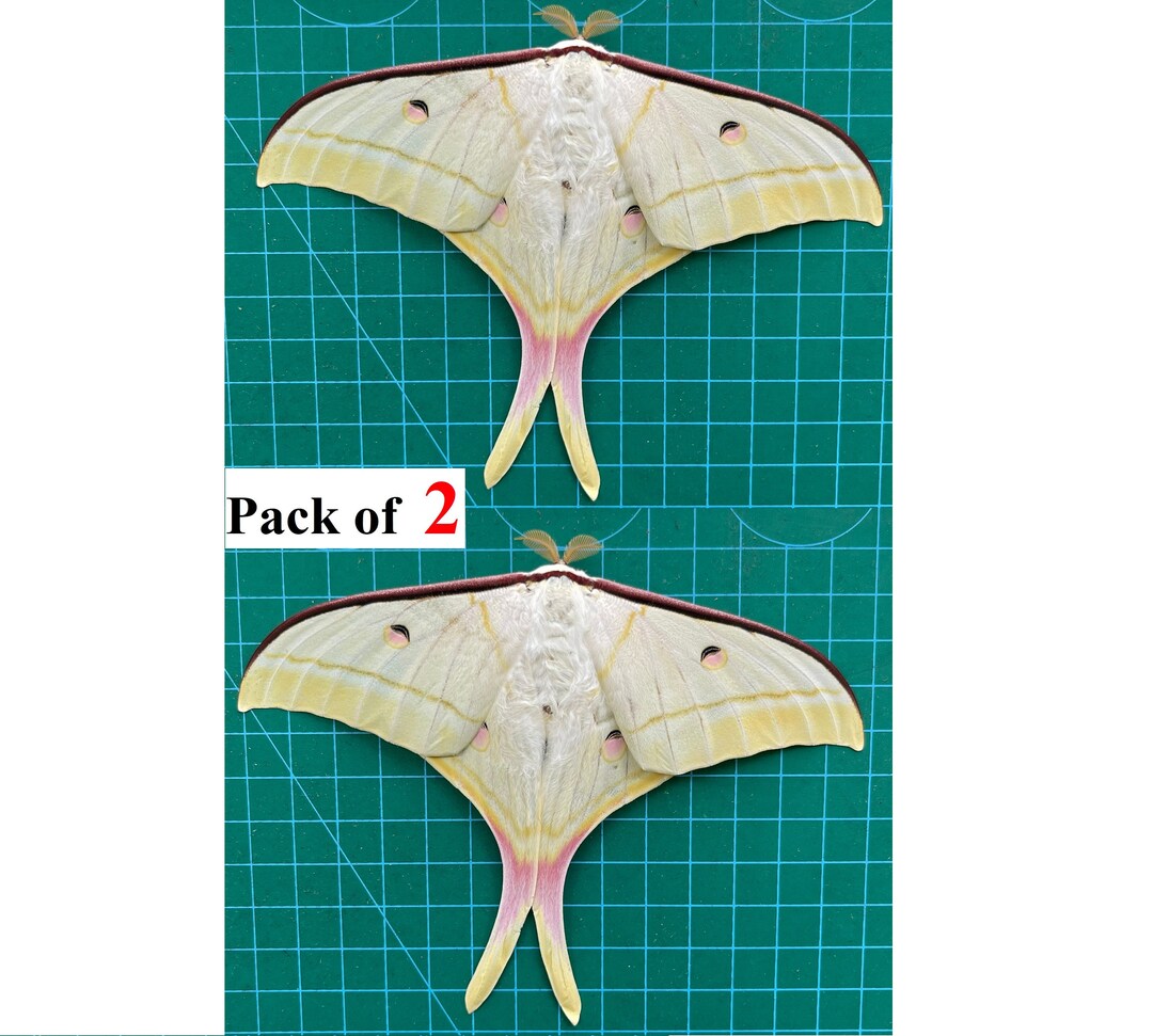 Pack 2 Real Male Luna Moths Taxidermy Open Wings 5'' Insect Entomology ...