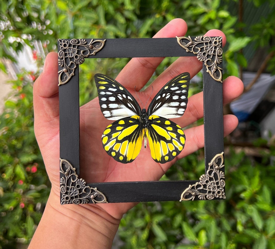 Entomology Gifts Oddities Curiosities Home Decor Insect Taxidermied ...