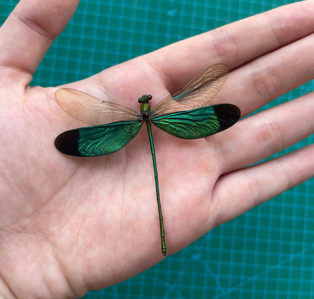 Real Damselfly Dragonfly Insect Bugs Beetle Taxadermy Pinned Dried Insect Specimens Taxidermy ...