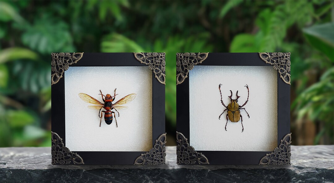 Pack of 2 Real Framed Beetles Handmade Shadow Box Insect Frame ...