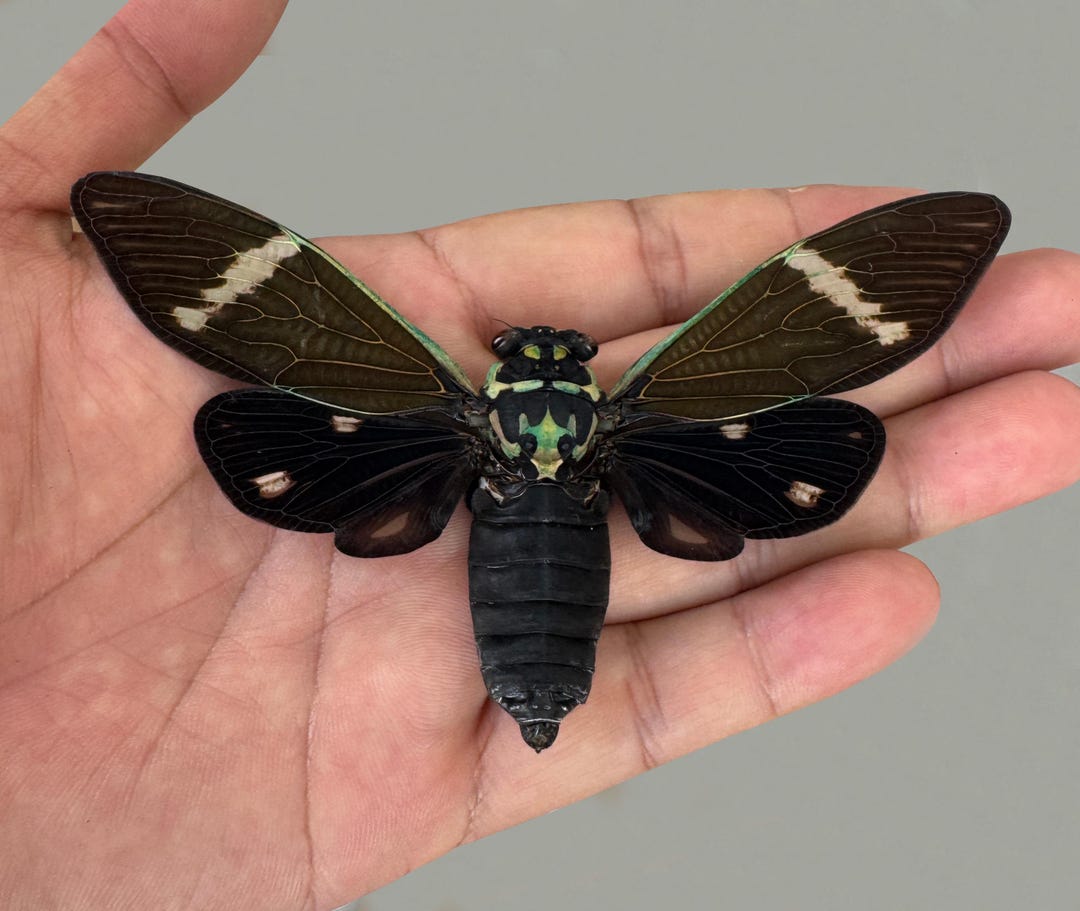 Real Giant Cicada Beetle Insect Taxidermy Insect Bug Entomology Cicadas ...