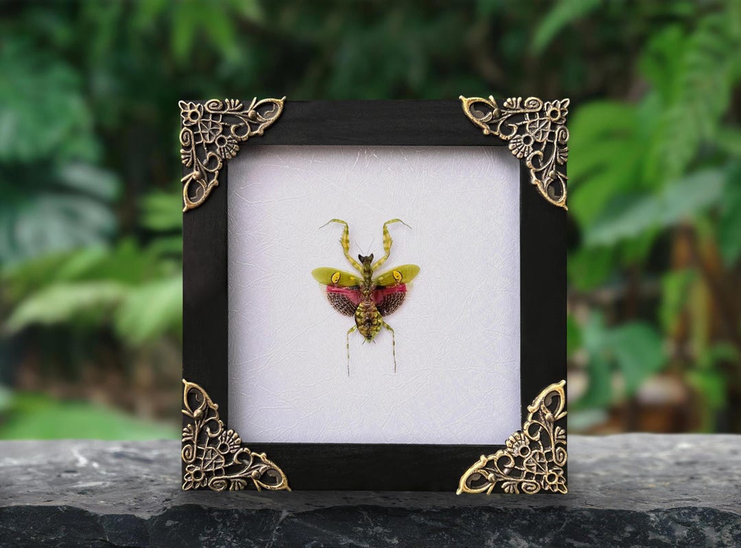 Real Framed Mantis Frame Beetle Dried Insect Dead Bug Taxidermy ...