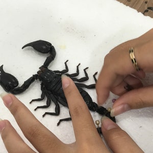 Real Framed Giant Scorpion Shadow Box Insect Frame Taxidermy Taxadermy ...