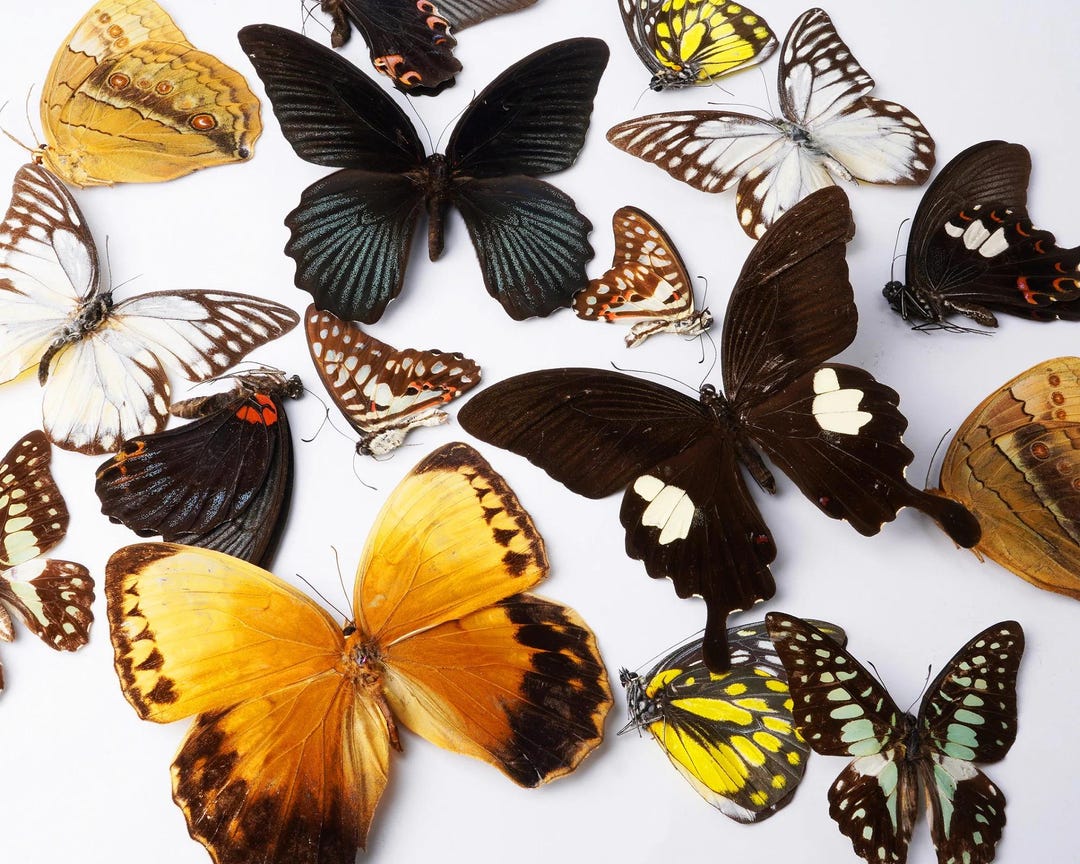 Real Mounted Butterflies Preserved Insect Dried Ethical Butterfly Dead ...