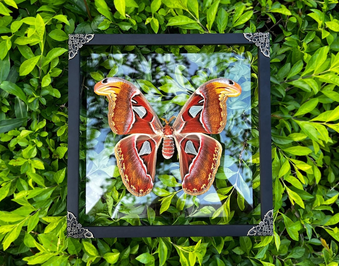 Real Framed Giant Atlas Moth Shadow Box Dried Butterfly Insect ...