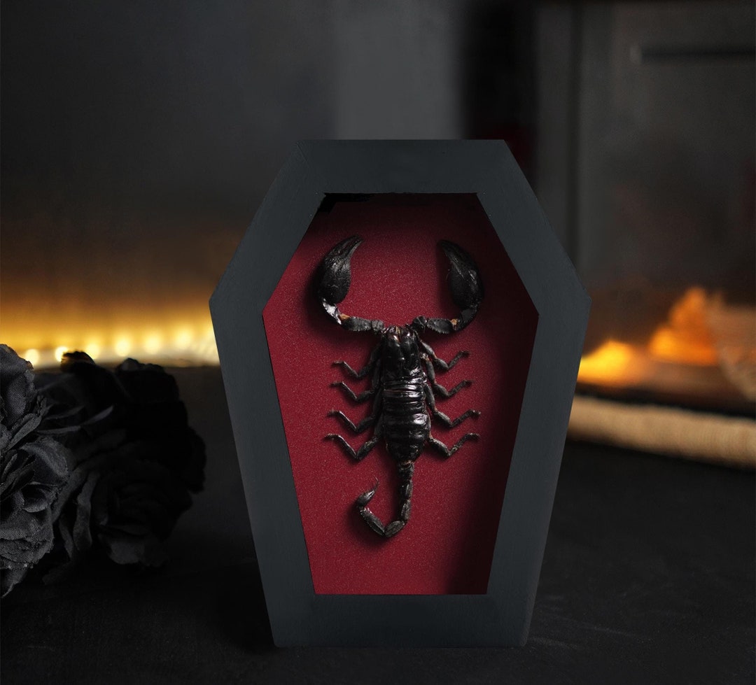 Scorpion Coffin Shadow Box, Black Gothic Hanging Decor, Insect Frame ...
